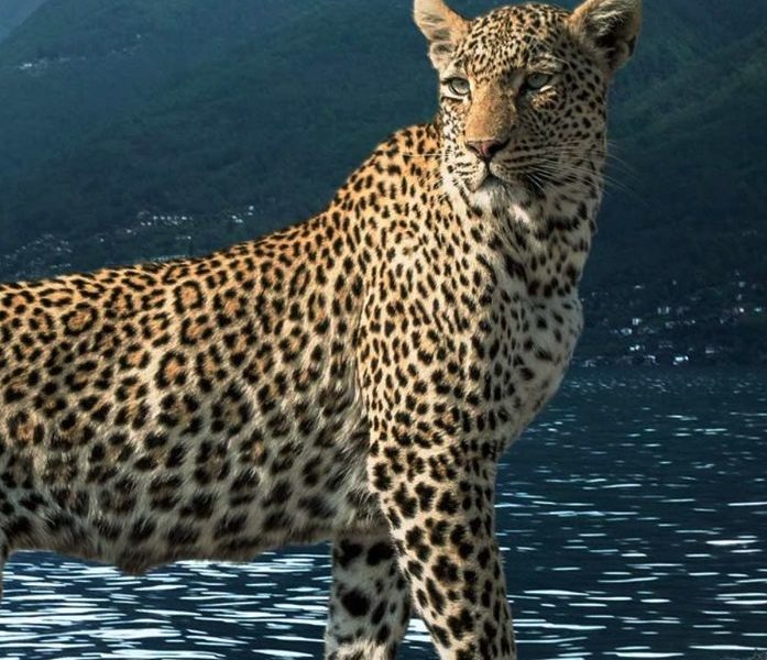 Svelato il poster ufficiale di Locarno77 – L'Osservatore